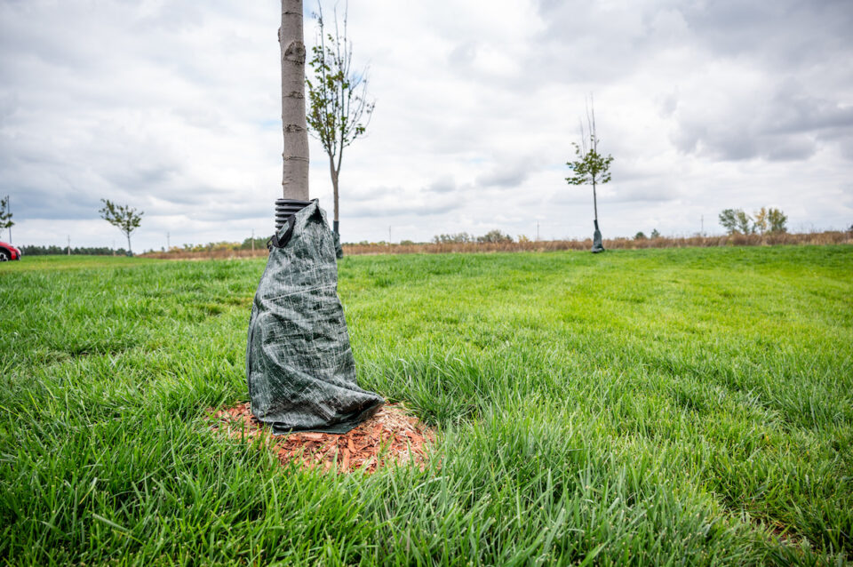 The Best Tree Wrap for Winter Tree Protection - Minneopa Orchards