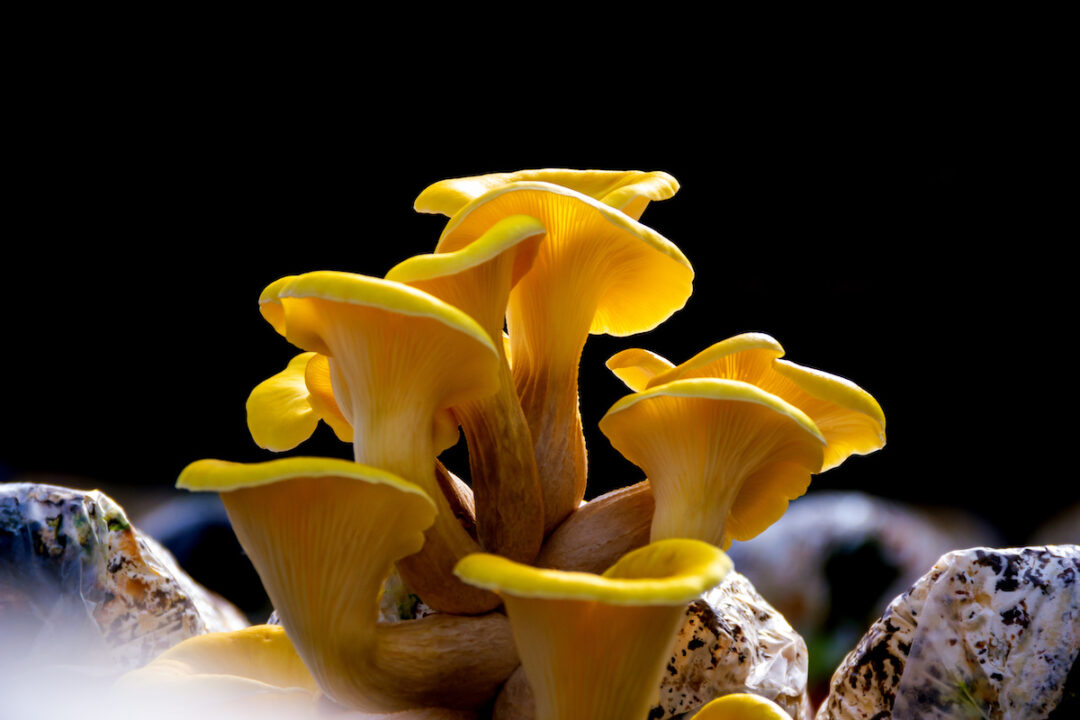 The Yellow Oyster Mushroom - Minneopa Orchards