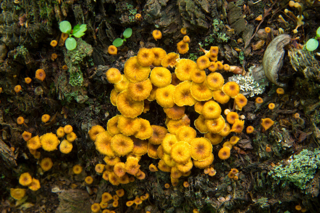 The Yellowfoot Mushroom Minneopa Orchards