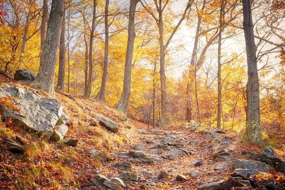 Discover West Virginia Fall Foliage at Its Best - Minneopa Orchards