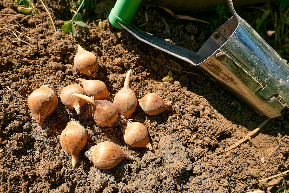 The Benefits of Planting Bulbs in Fall - Minneopa Orchards