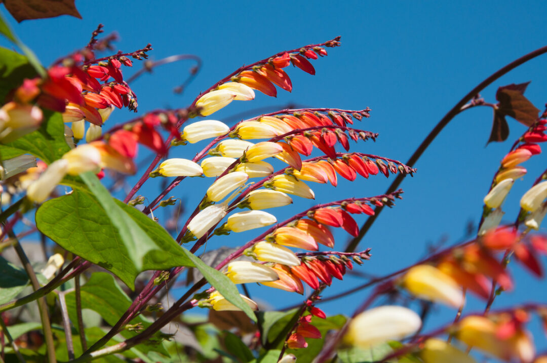 How to Grow a Candy Corn Plant in Your Garden - Minneopa Orchards