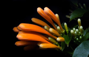 How to Grow a Candy Corn Plant in Your Garden - Minneopa Orchards