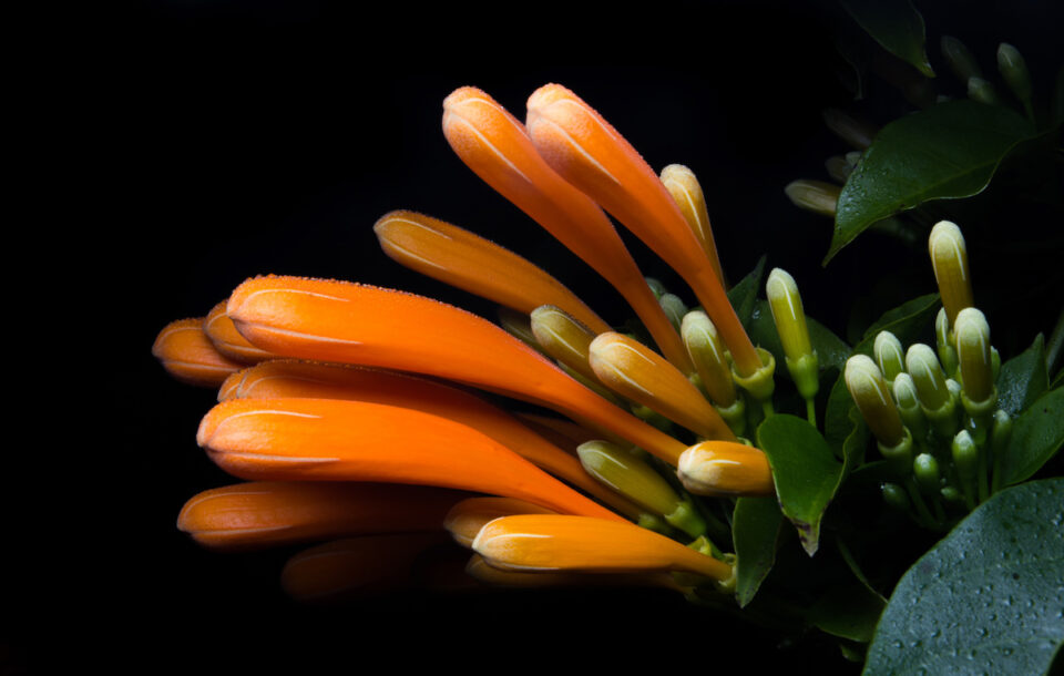 How to Grow a Candy Corn Plant in Your Garden - Minneopa Orchards