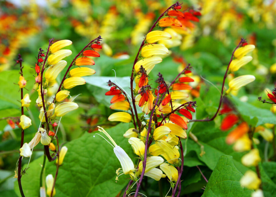 How to Grow a Candy Corn Plant in Your Garden - Minneopa Orchards