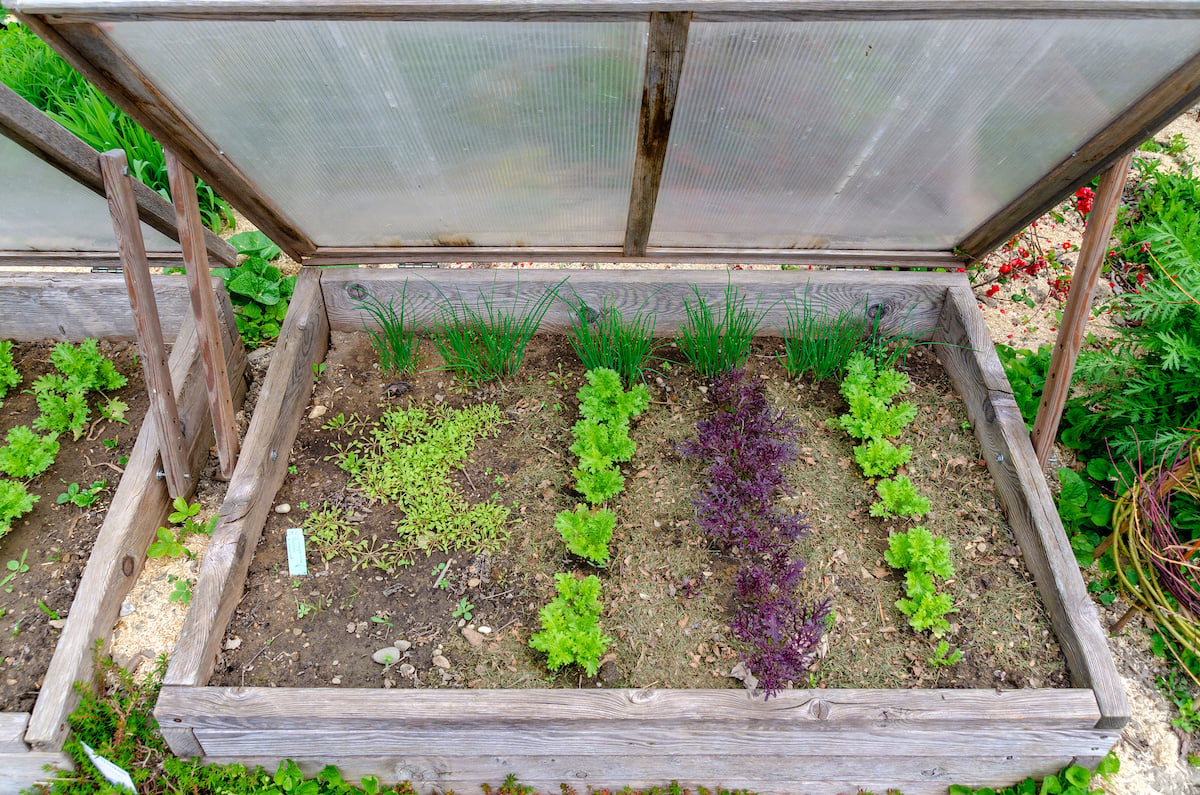 The Beginner's Guide to Cold Frame Gardening - Minneopa Orchards