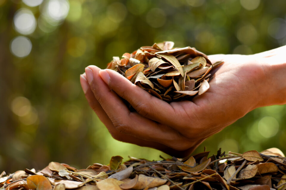 The Ultimate Guide to Composting Leaves This Fall - Minneopa Orchards