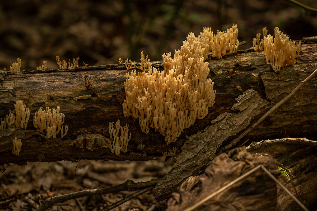 The Coral Mushroom - Minneopa Orchards