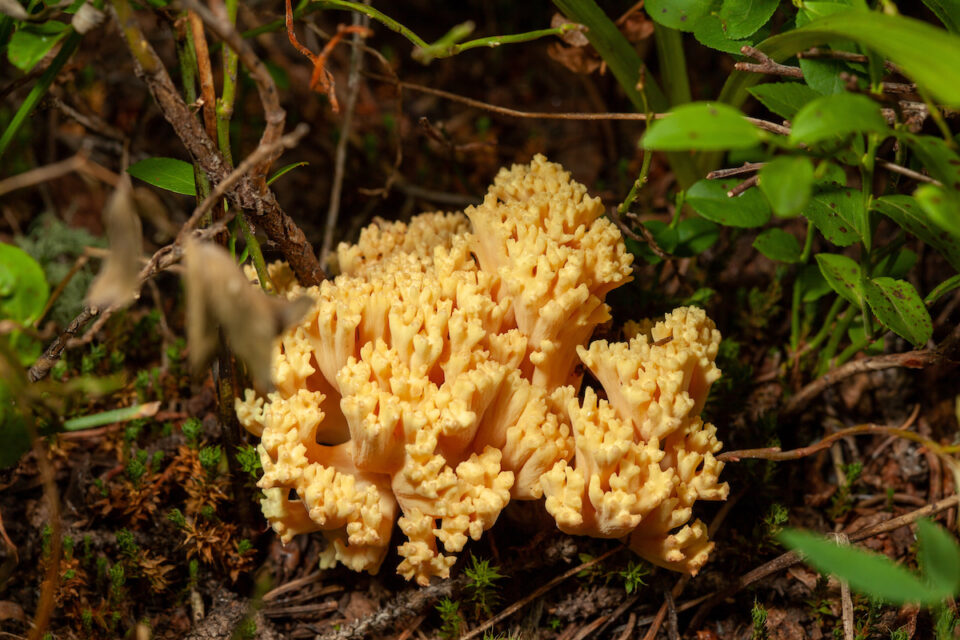 The Coral Mushroom - Minneopa Orchards