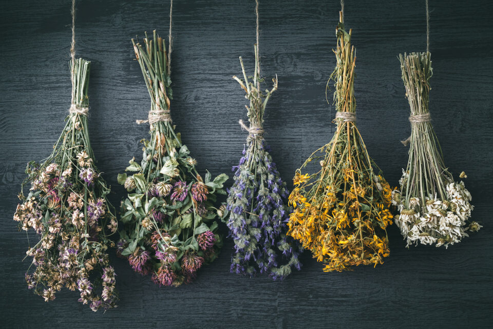 How to Dry Flowers for Long-Lasting Beauty - Minneopa Orchards