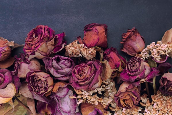 How to Dry Flowers for Long-Lasting Beauty - Minneopa Orchards