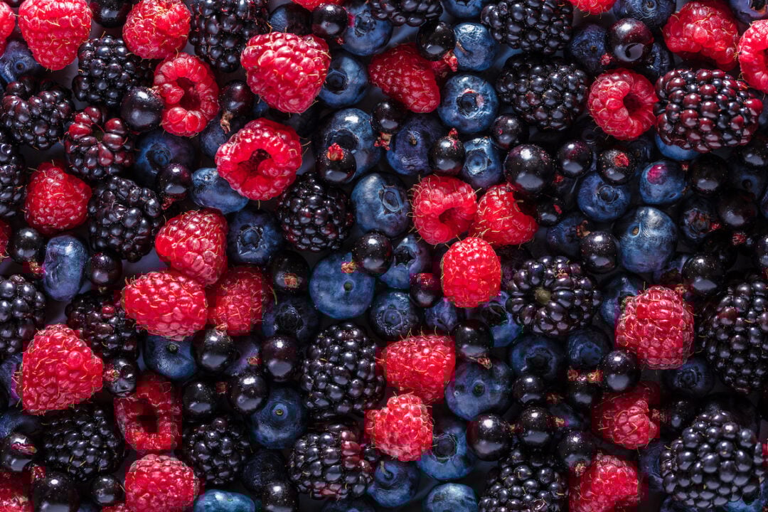 A Forager's Guide to Fall Berries - Minneopa Orchards