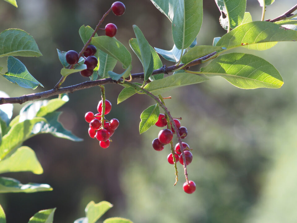 A Forager's Guide to Fall Berries - Minneopa Orchards
