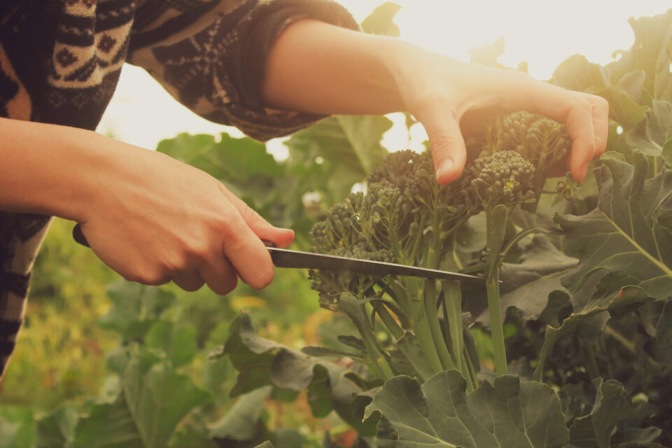 The Essential Harvest Equipment for Your Garden - Minneopa Orchards