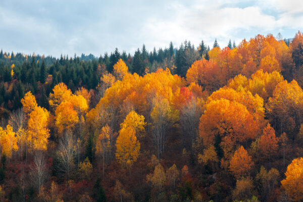 Explore Georgia Fall Foliage: Top Viewing Spots - Minneopa Orchards