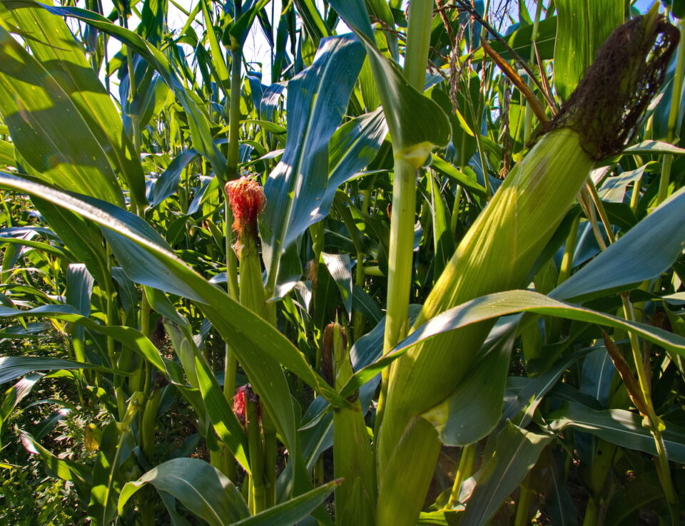 13 Harvest Party Ideas for a Memorable Autumn Gathering - Minneopa Orchards