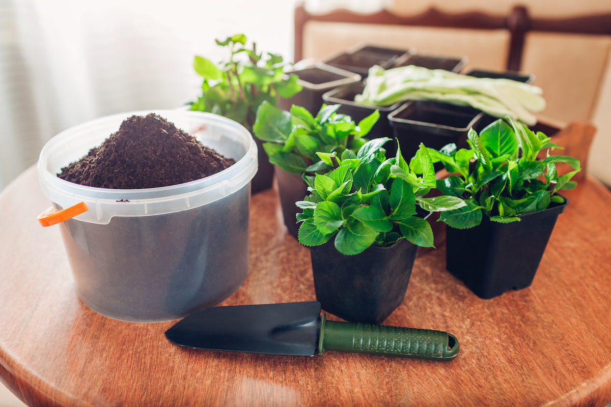 Propagating Hydrangeas: Brighten Up Your Garden with Blooms - Minneopa ...