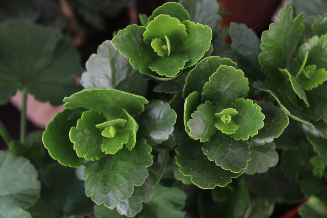 Propagating Kalanchoe: A Guide to Growing Succulent Blooms - Minneopa ...