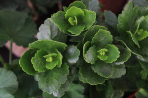 Propagating Kalanchoe: A Guide to Growing Succulent Blooms - Minneopa ...