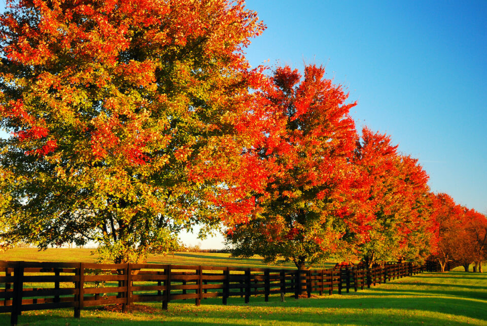 The Best Spots to Experience Kentucky Fall Foliage - Minneopa Orchards
