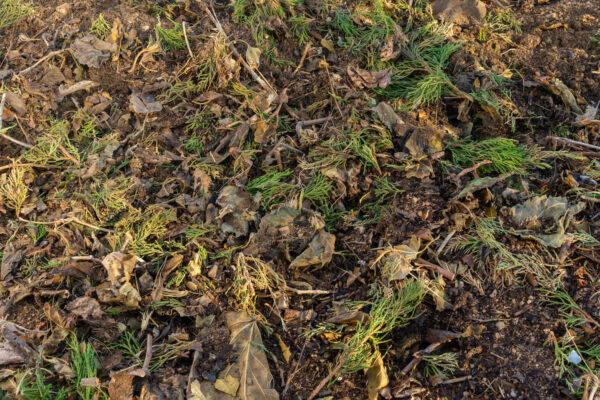 How to Make Leaf Mold Compost from Autumn Leaves - Minneopa Orchards