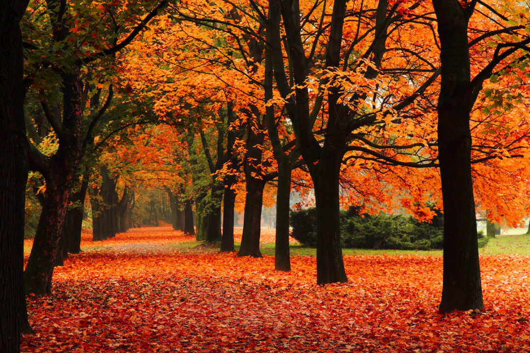 The Best Spots to See New York Fall Foliage - Minneopa Orchards