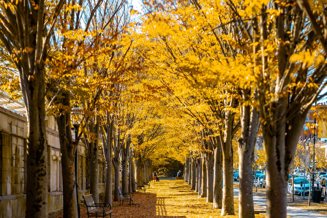 New Jersey Fall Foliage: A Road Trip Guide - Minneopa Orchards