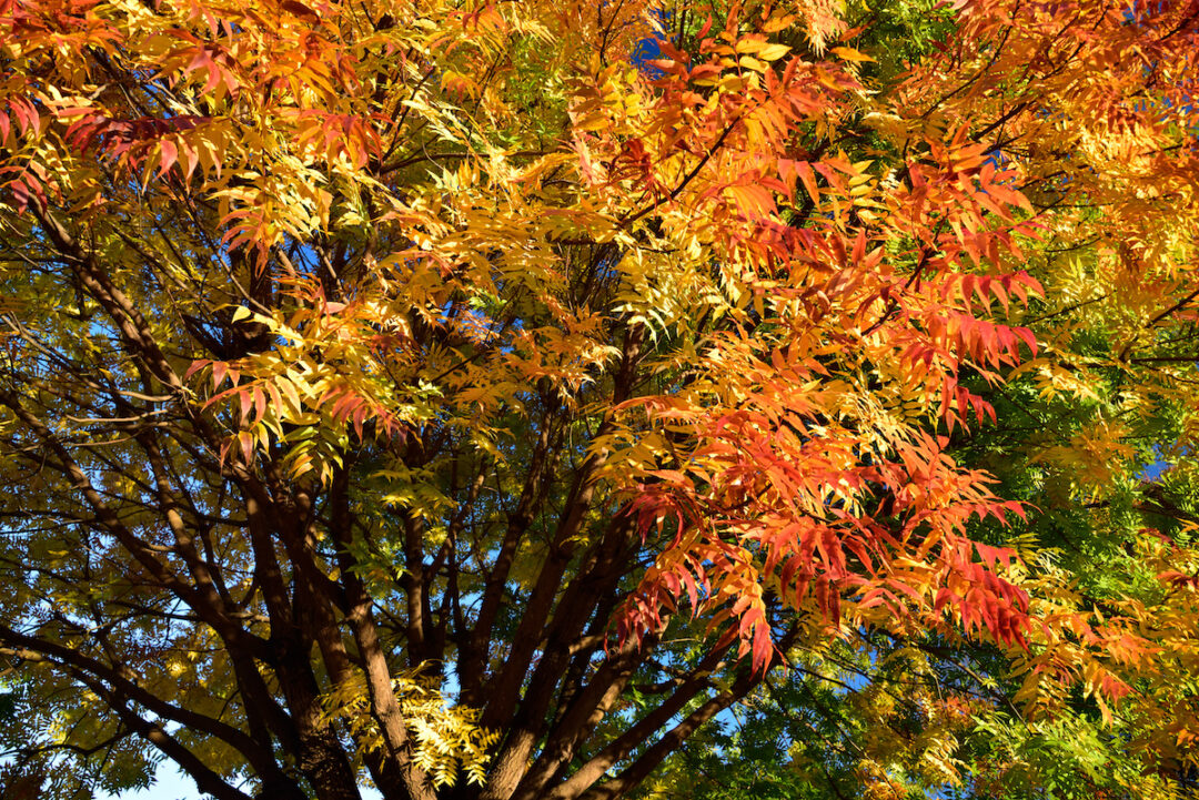 The Spectacular Colors of Oklahoma Fall Foliage - Minneopa Orchards