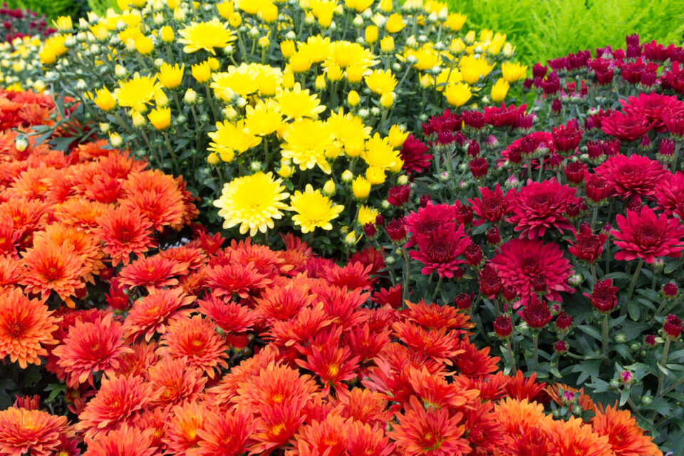 A Gardener's Guide to Fall Blooming Perennials - Minneopa Orchards