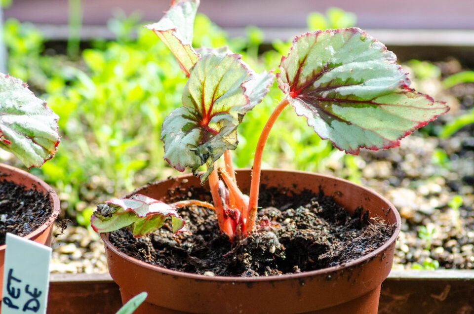Propagating Begonias: A Colorful Guide for Your Garden - Minneopa Orchards