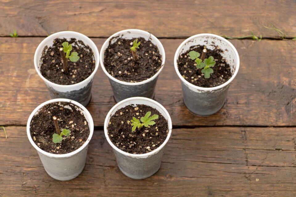 Propagating Fig Trees: A Sweet Guide to Growing Your Own Fruits ...