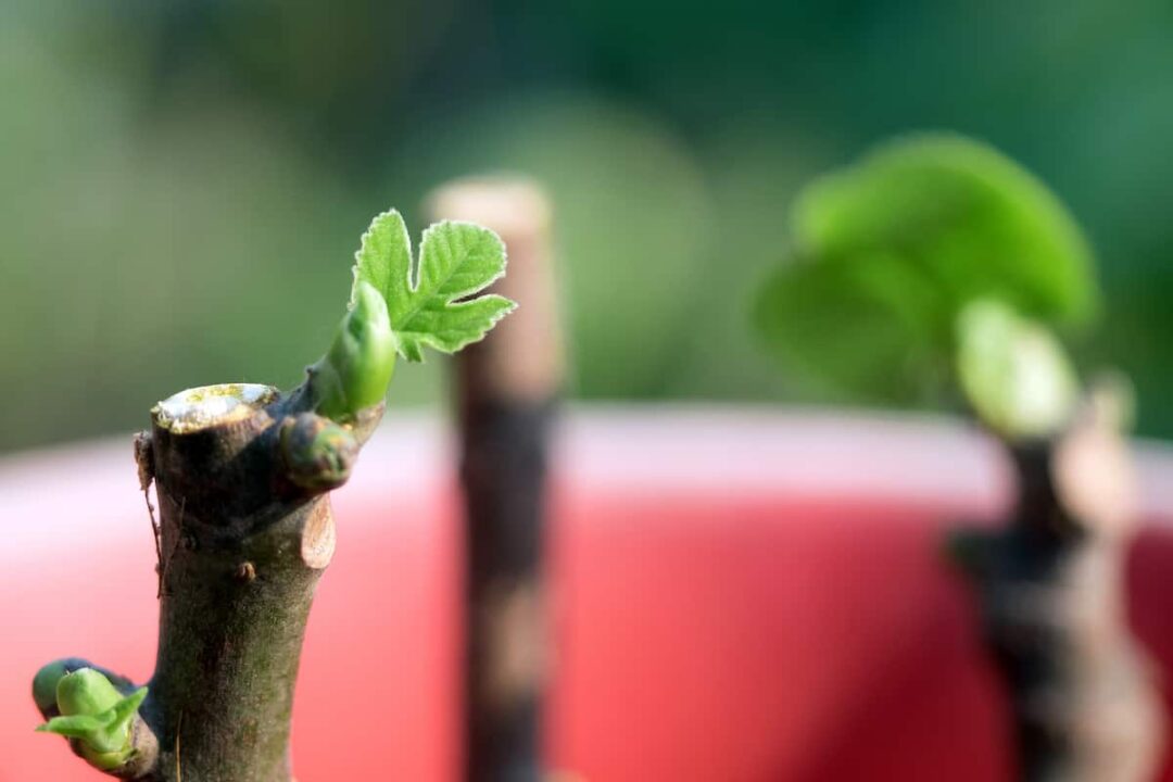 Propagating Fig Trees: A Sweet Guide to Growing Your Own Fruits ...