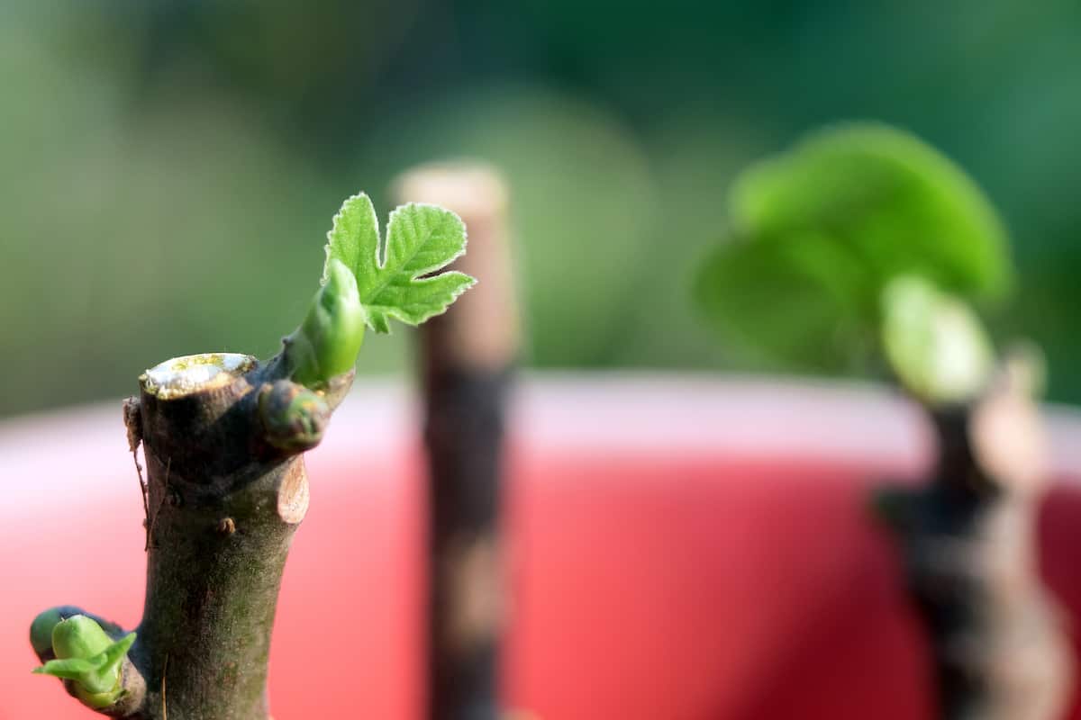 Propagating Fig Trees: A Sweet Guide to Growing Your Own Fruits ...
