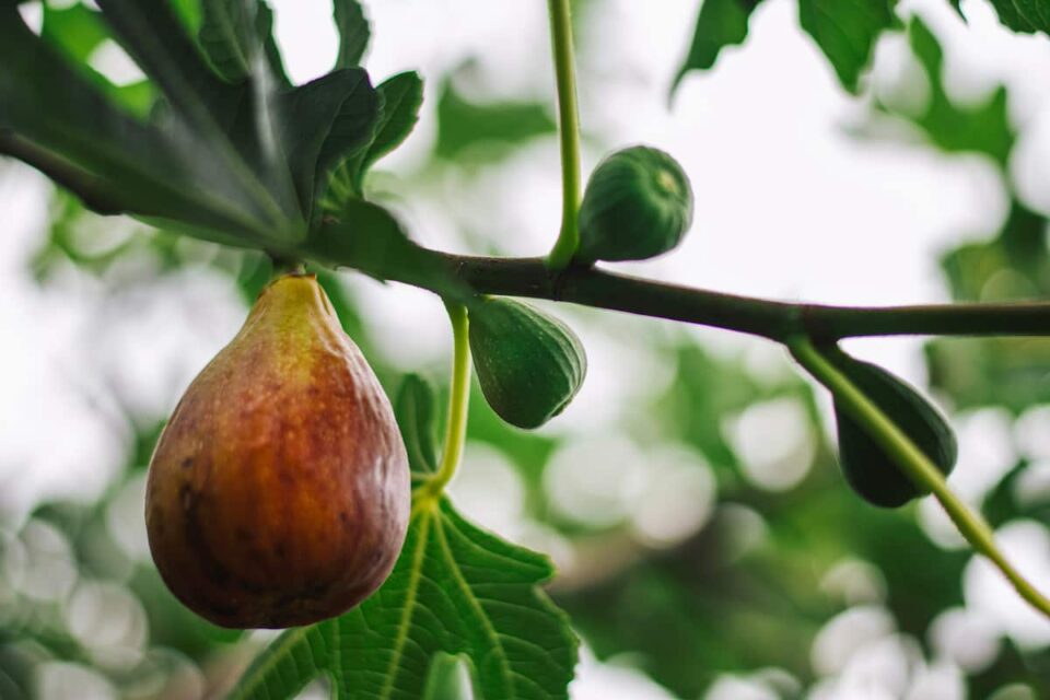 Propagating Fig Trees: A Sweet Guide to Growing Your Own Fruits ...
