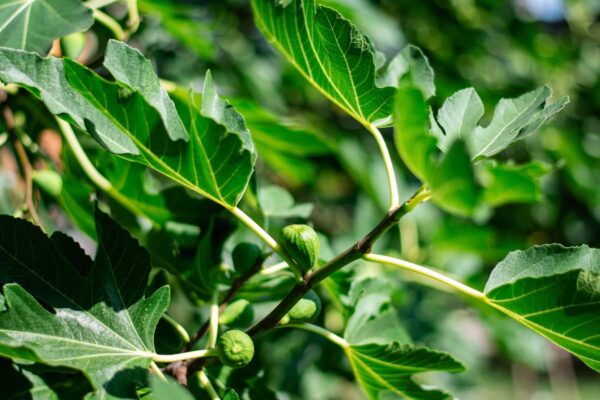 Propagating Fig Trees: A Sweet Guide to Growing Your Own Fruits ...