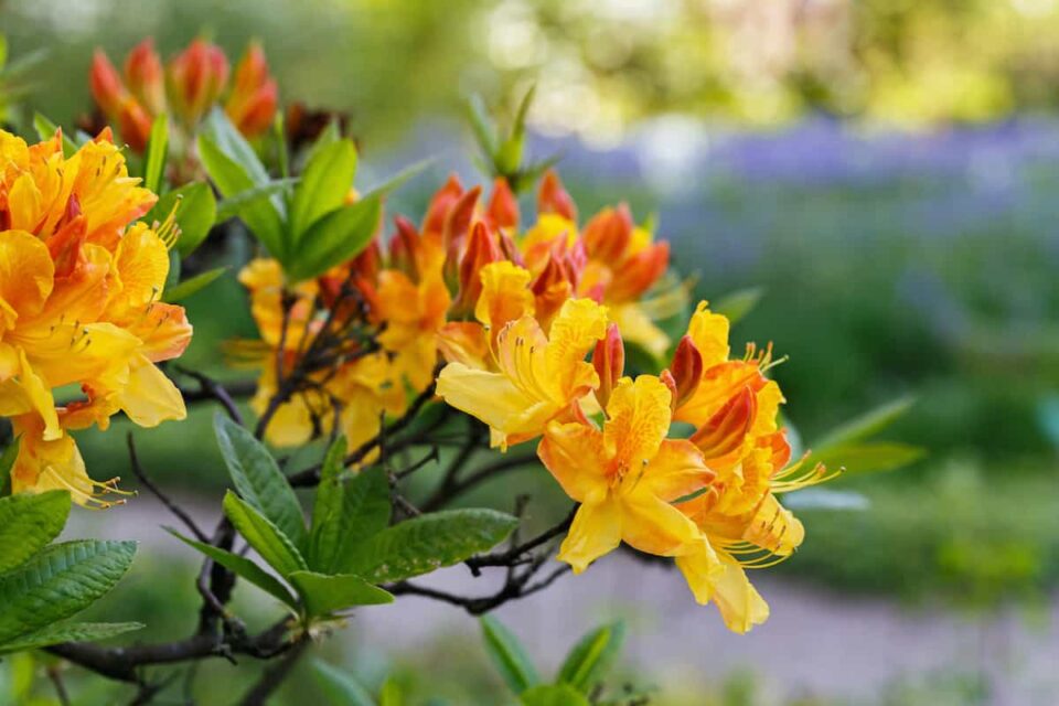 Propagating Azaleas: Your Guide to Stunning Spring Color - Minneopa ...