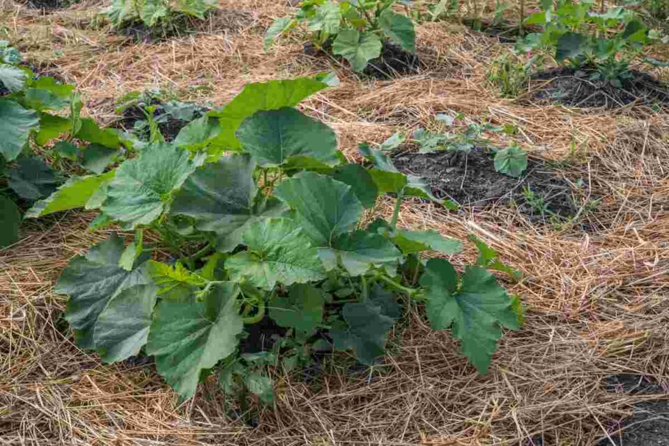 Expert Pumpkin Growing Tips for a Healthy Harvest - Minneopa Orchards