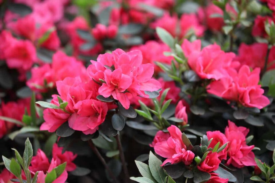 Propagating Azaleas: Your Guide to Stunning Spring Color - Minneopa ...