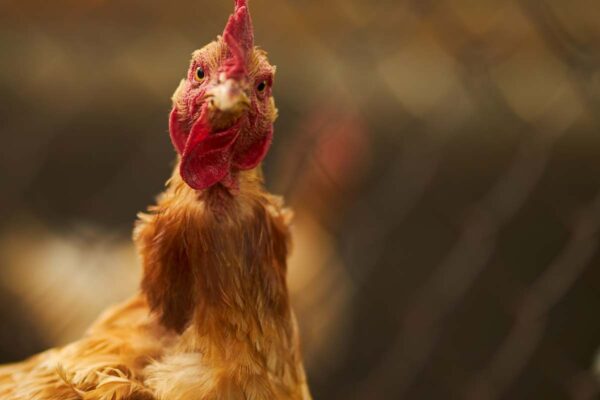21 Fascinating Chicken Facts Every Poultry Owner Should Know - Minneopa ...