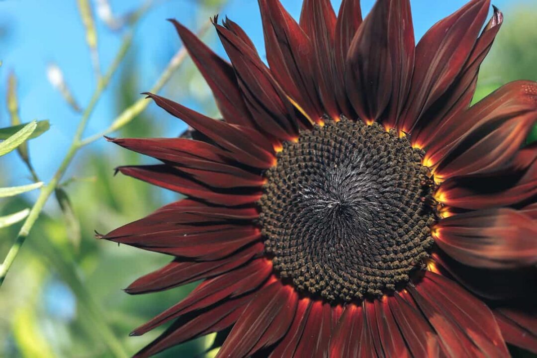 Halloween Plants: 13 Plants That Fit in Spooktacularly - Minneopa Orchards