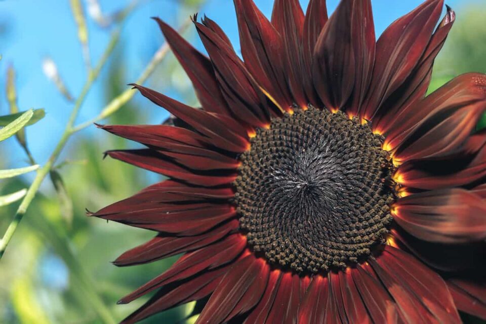 Halloween Plants: 13 Plants That Fit in Spooktacularly - Minneopa Orchards