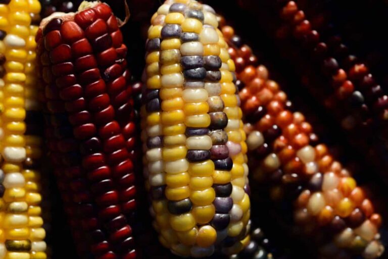 Halloween Plants: 13 Plants That Fit in Spooktacularly - Minneopa Orchards