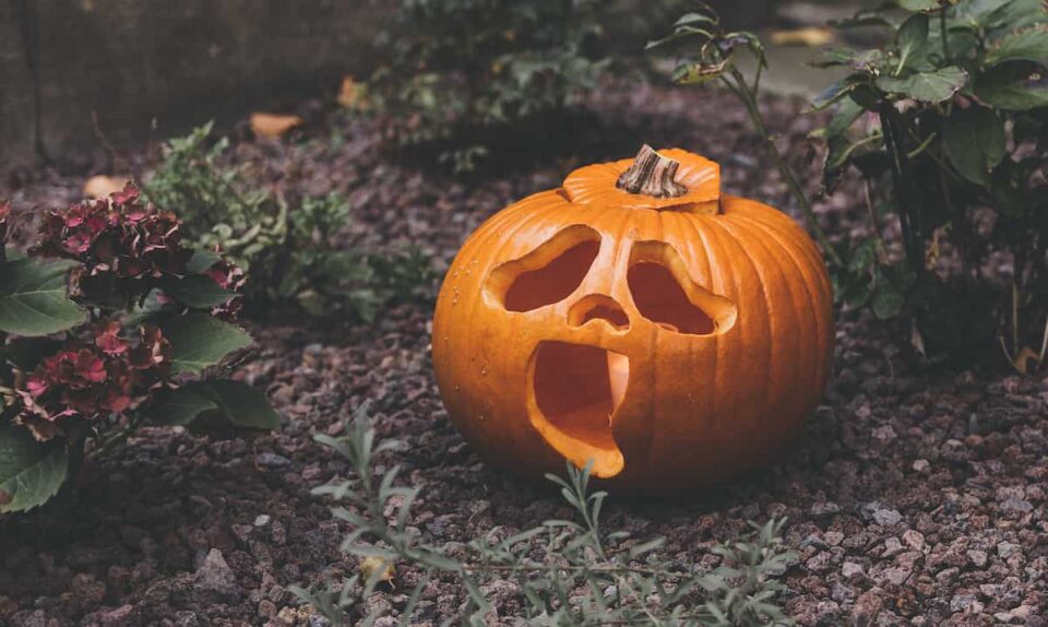 Halloween Plants: 13 Plants That Fit in Spooktacularly - Minneopa Orchards