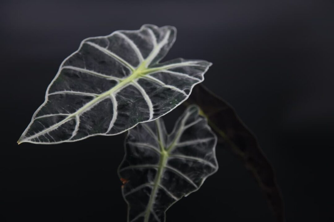 Propagating Elephant Ear: A Guide to Growing a Statement Plant ...