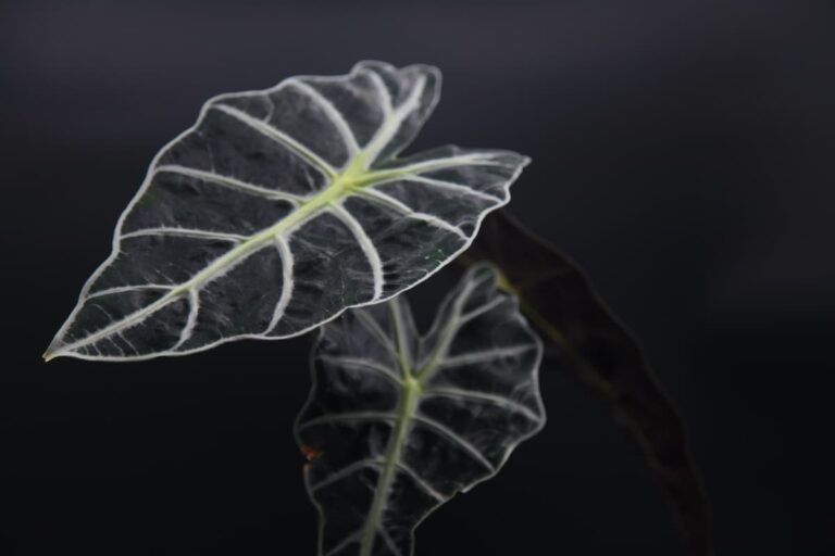 Propagating Elephant Ear: A Guide to Growing a Statement Plant ...