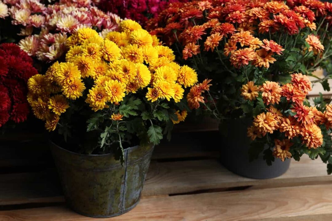 Halloween Plants: 13 Plants That Fit in Spooktacularly - Minneopa Orchards