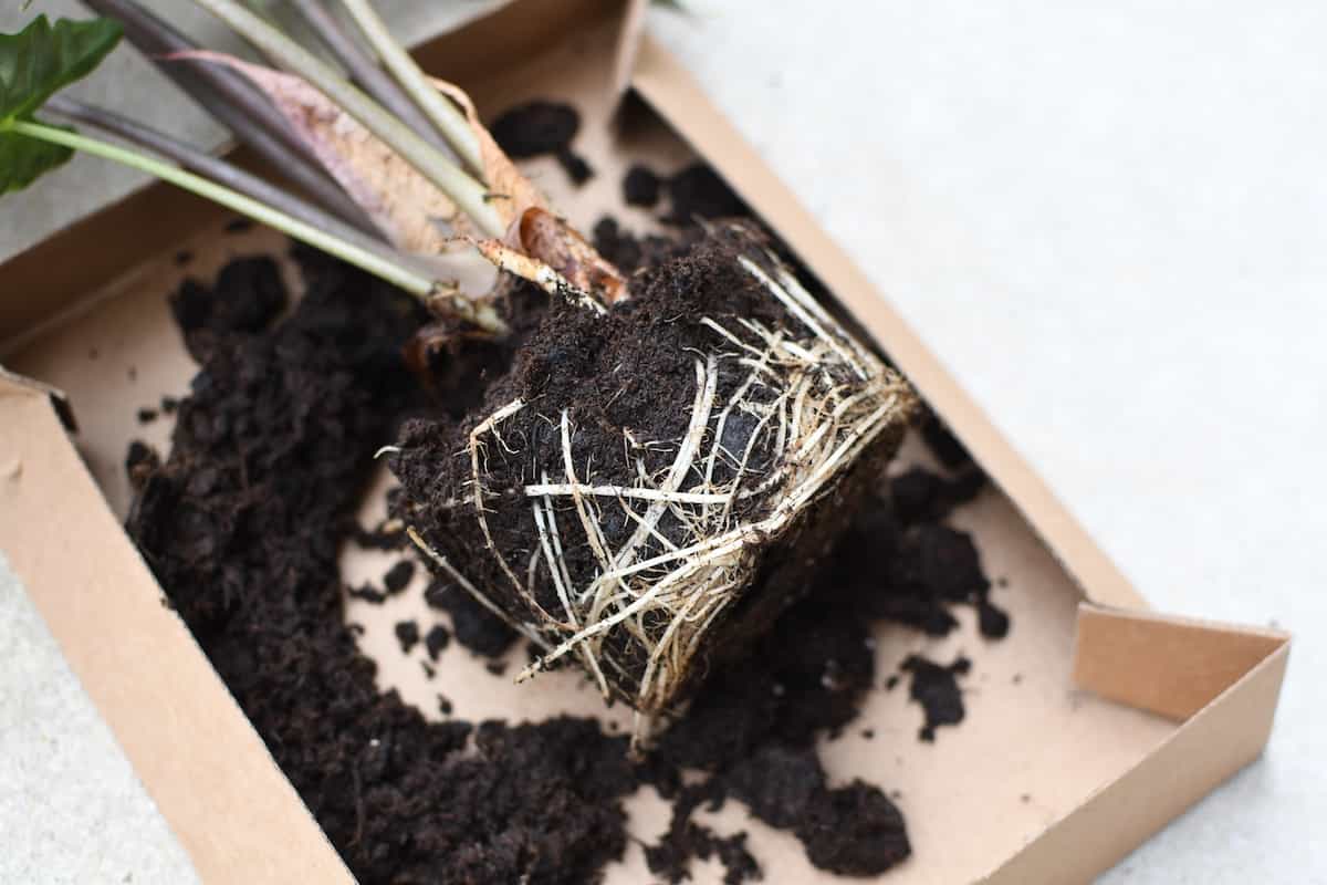 Propagating Elephant Ear: A Guide to Growing a Statement Plant ...