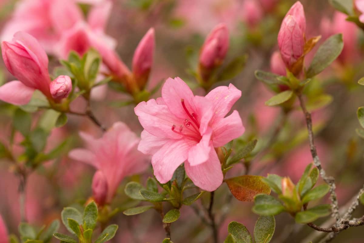 Propagating Azaleas: Your Guide to Stunning Spring Color - Minneopa ...