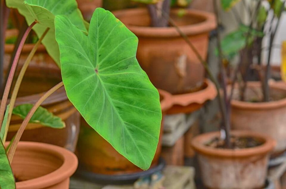 Propagating Elephant Ear: A Guide to Growing a Statement Plant ...