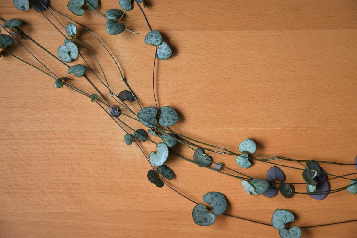 Propagating String of Hearts: Cultivate Love in Your Garden - Minneopa ...